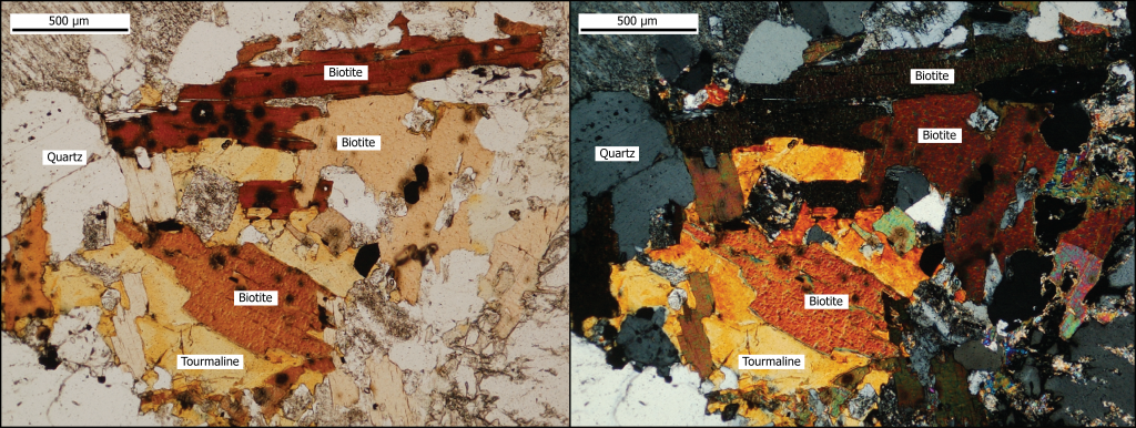 Under the Microscope